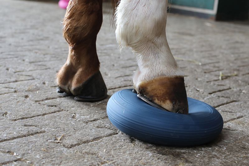 Horse Balance Pad - Das Balance Pad für Pferde | TOGU Shop