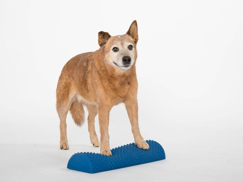 Senso® Balance Bar - Balancetraining | TOGU Shop