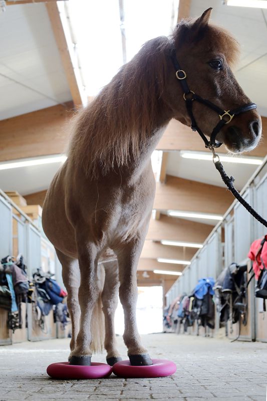 Horse Balance Pad - Das Balance Pad für Pferde | TOGU Shop