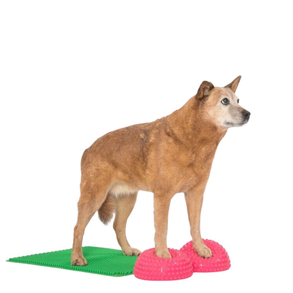 Matte Senso® (Animal) - Brasil Base für Hunde | TOGU Shop